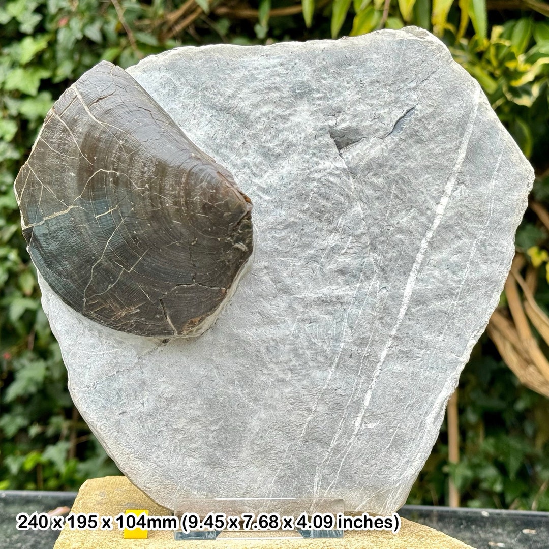 Rare Giant Plagiostoma Fossil Bivalve on Stand Jurassic, Watchet, Uk ...
