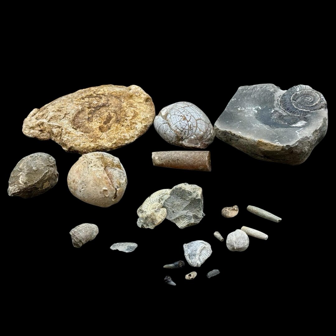 British Jurassic Fossil Mix | Dorset & Somerset Specimens - Etsy UK