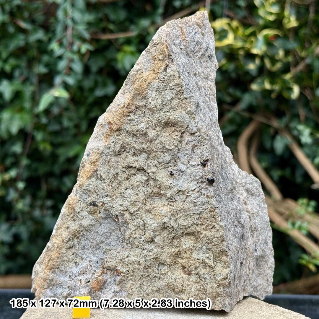 Lepidotes Fossil Fish Teeth | Cretaceous Durlston Formation Swanage ...
