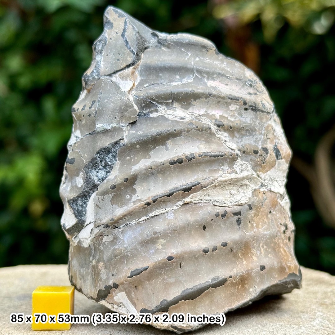 Authentic Iridescence Ammonite Fossil Chunk Kimmeridge Clay Jurassic ...