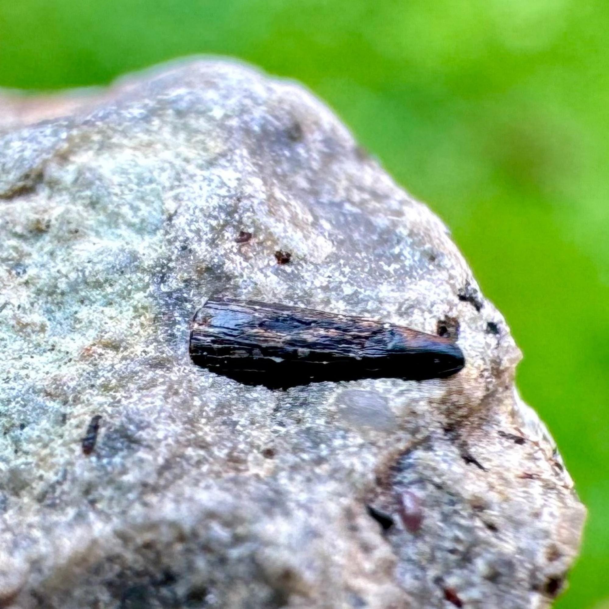 Rare Severnichthys Acuminatus Fossil Fish Tooth - Aust Cliff, Bristol ...