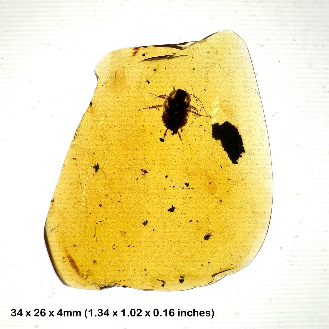 Burmese Cretaceous Amber With Cockroach Inclusions, Uv Fluorescent ...