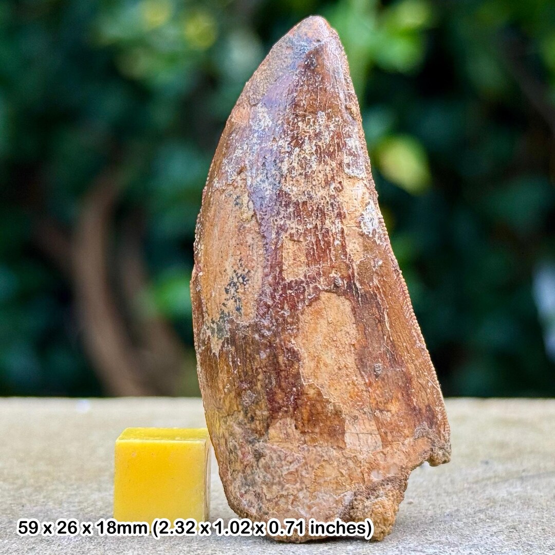 Carcharodontosaurus Dinosaur Tooth Fossil (similar to T-rex ...
