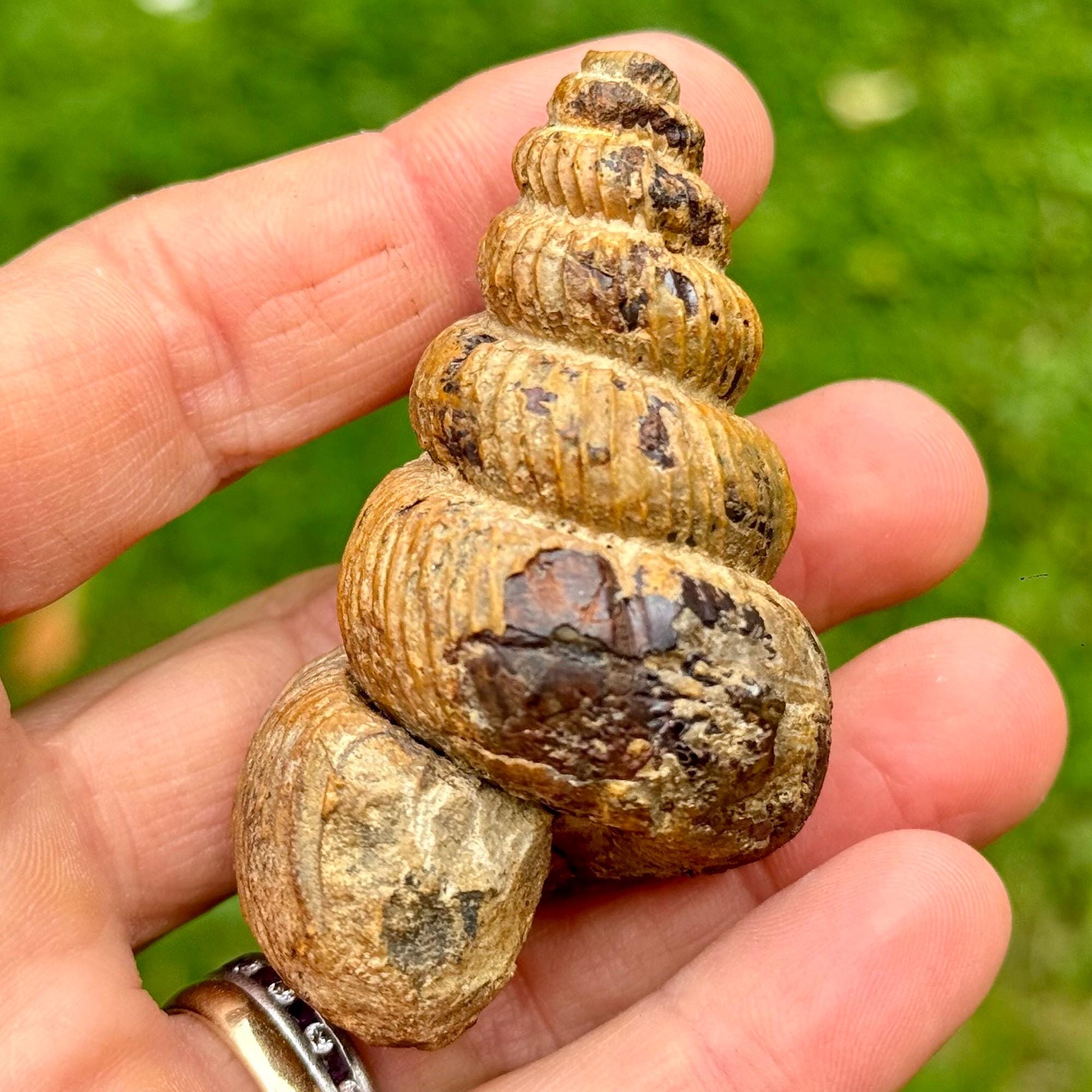 Rare Bostrychoceras Indicum Fossil Heteromorph Ammonite | Lower ...