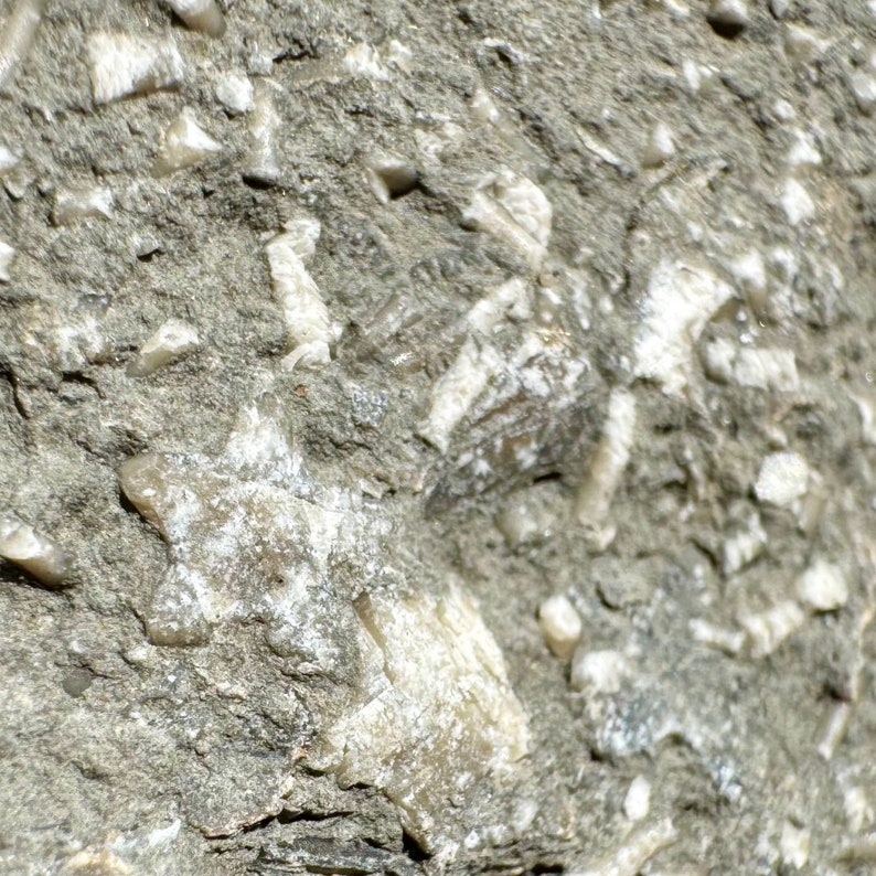 Jurassic Crinoid Star Slab Fossil on Stand - Charmouth, Uk - Authentic ...