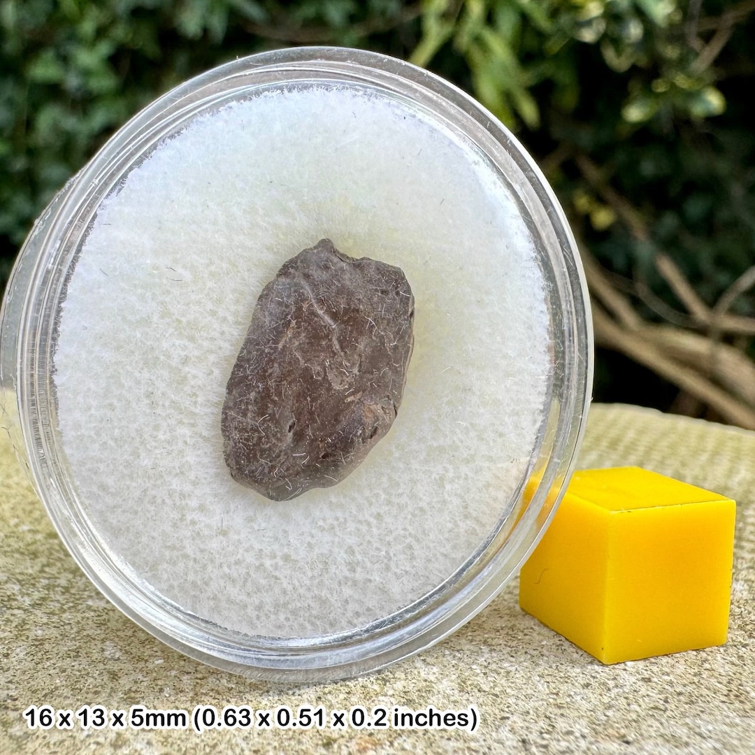 Fossil Folkestone Crab, Gault Clay, Cretaceous, Kent, Uk - Etsy