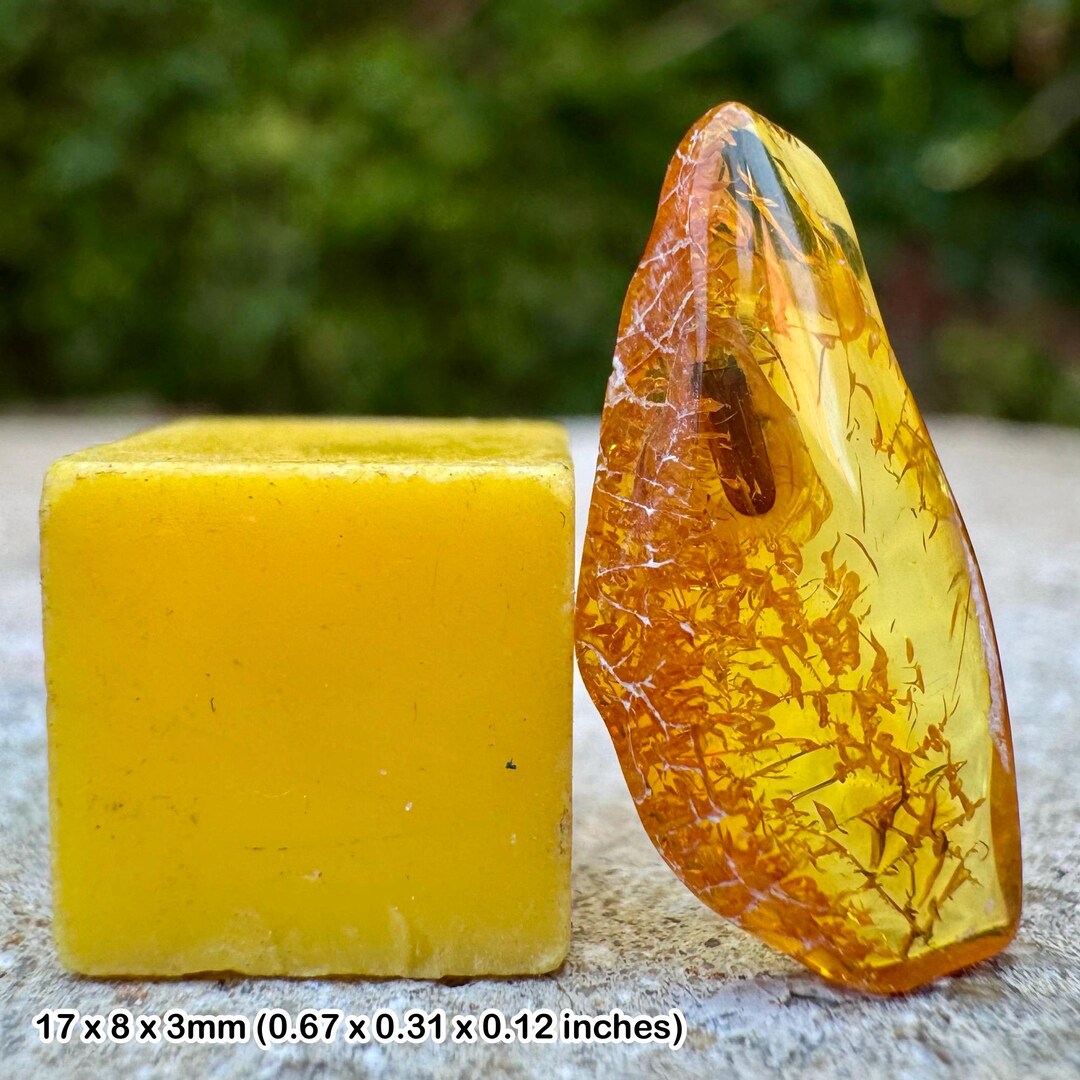 Rhagonycha Soldier Beetle Cantharidae Fossil – Genuine Baltic Amber ...