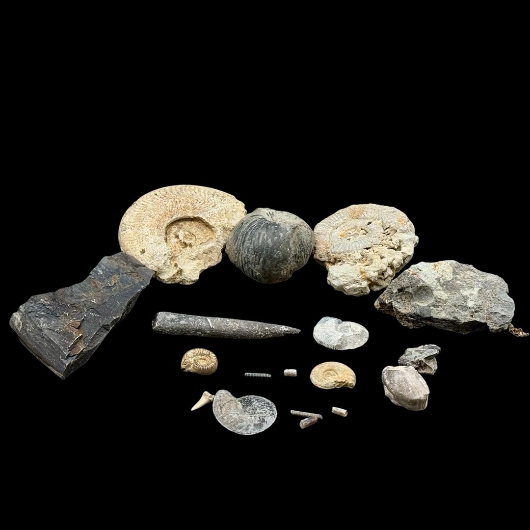 1kg British Fossil Mix X 18 | Jurassic Dorset & Somerset Fossils ...