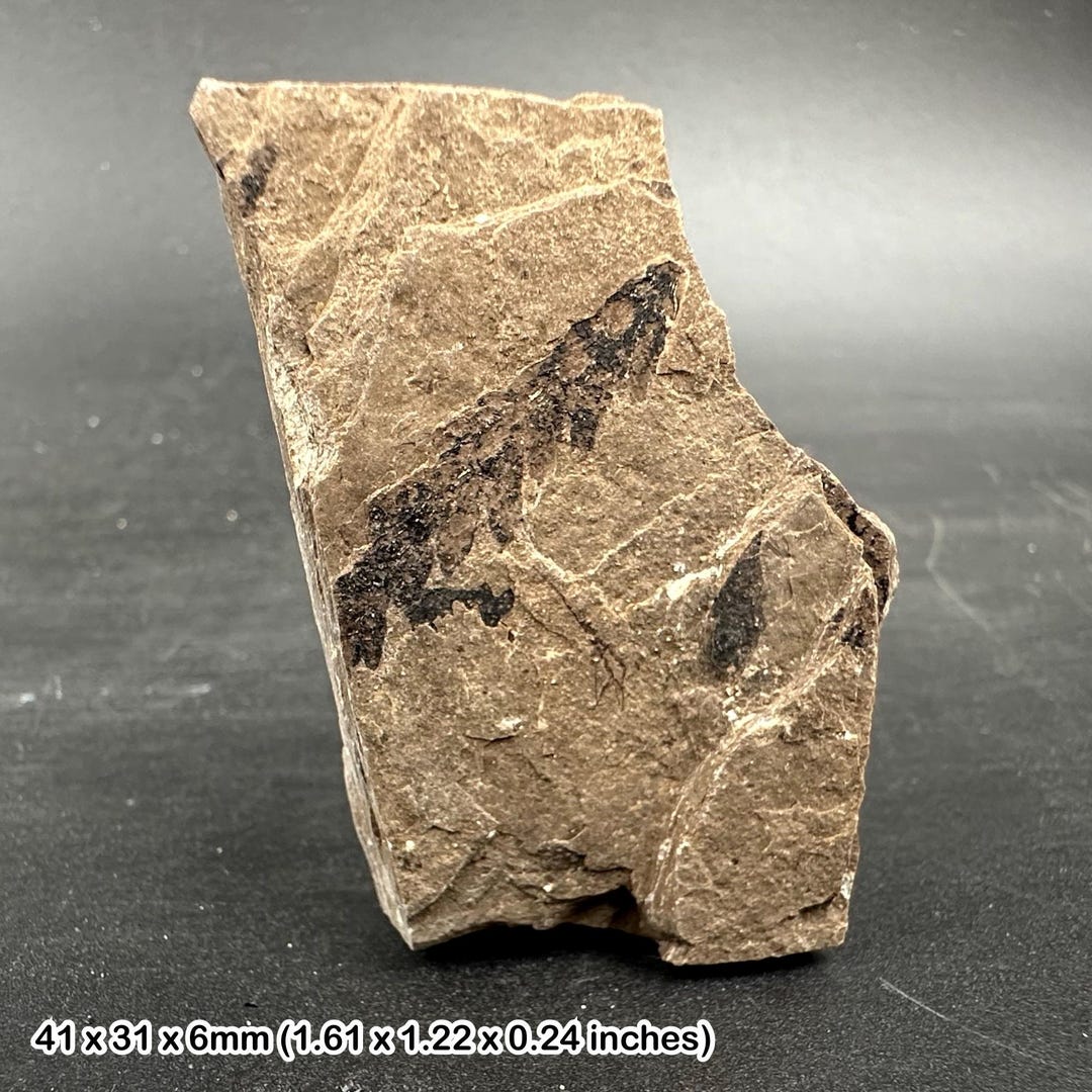 Eocene Fossil Plant Remains – British Columbia, Canada – Authentic ...