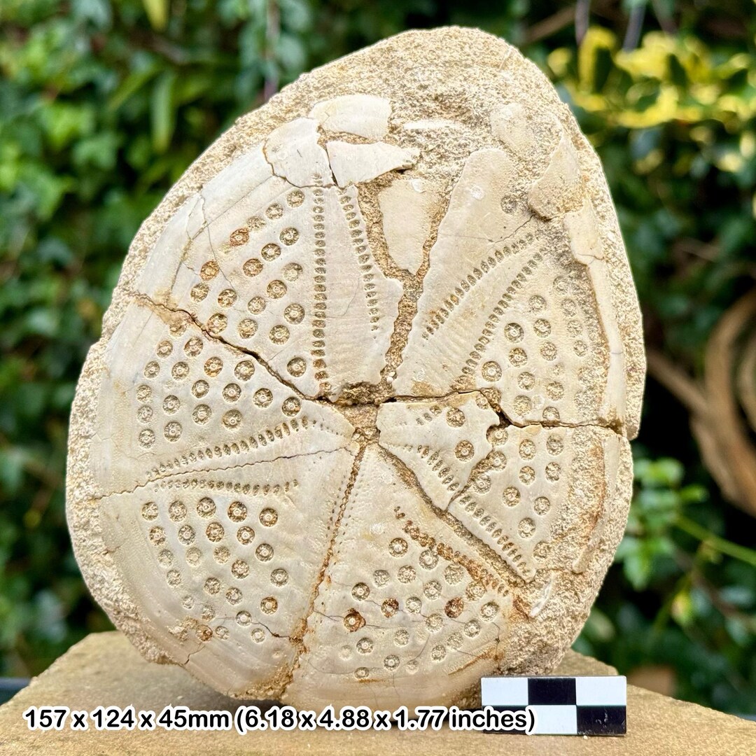 Genuine Giant Echinoid Fossil (dendraster) | Miocene Era | West Java ...