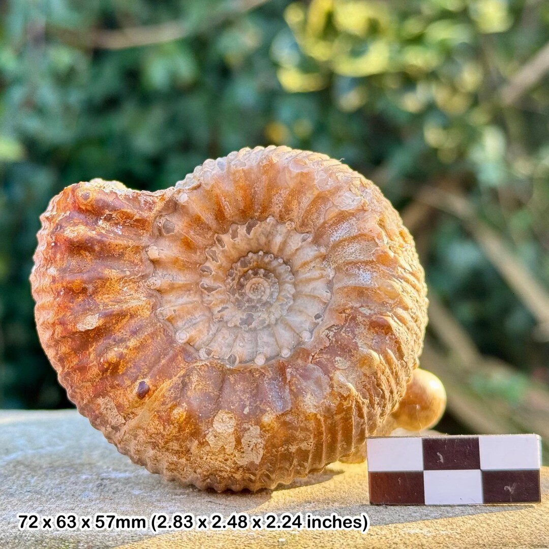 Very Rare: Teloceras Anticostatum Ammonite Fossil – Middle Bajocian ...