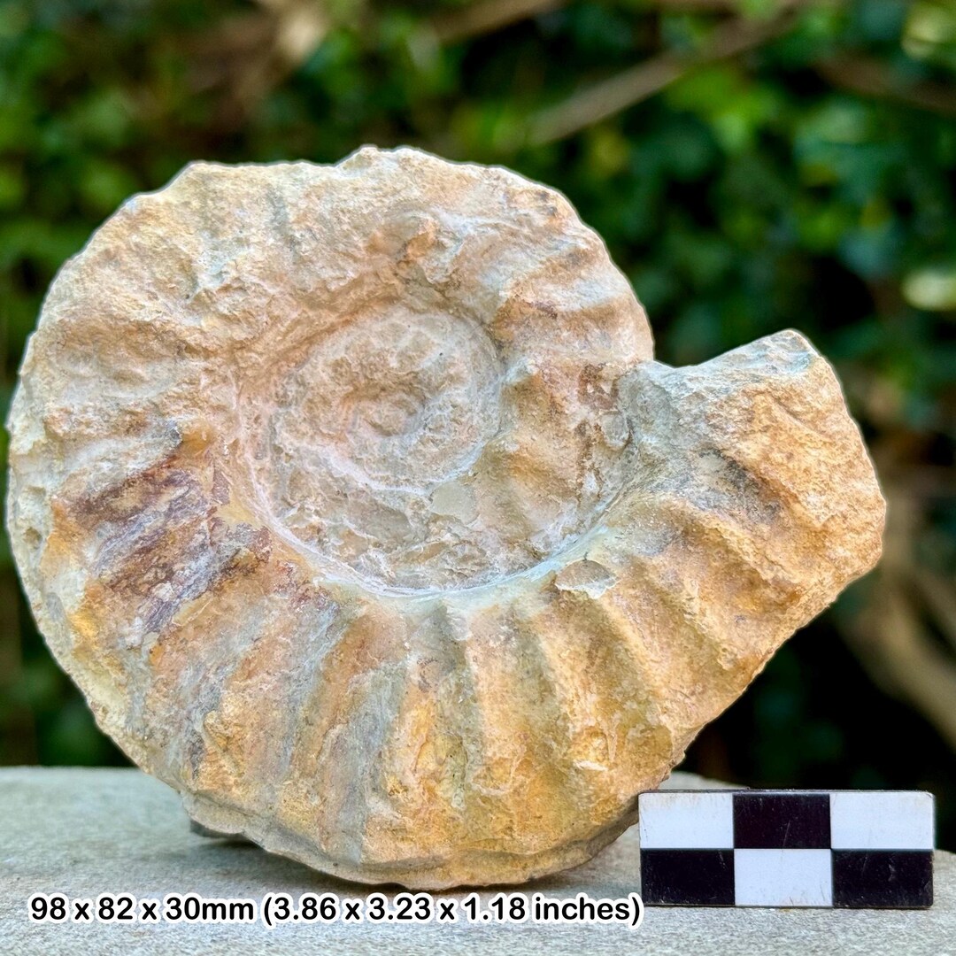 Rare Mortoniceras Wintoni Ammonite Fossil | Duck Creek Formation ...