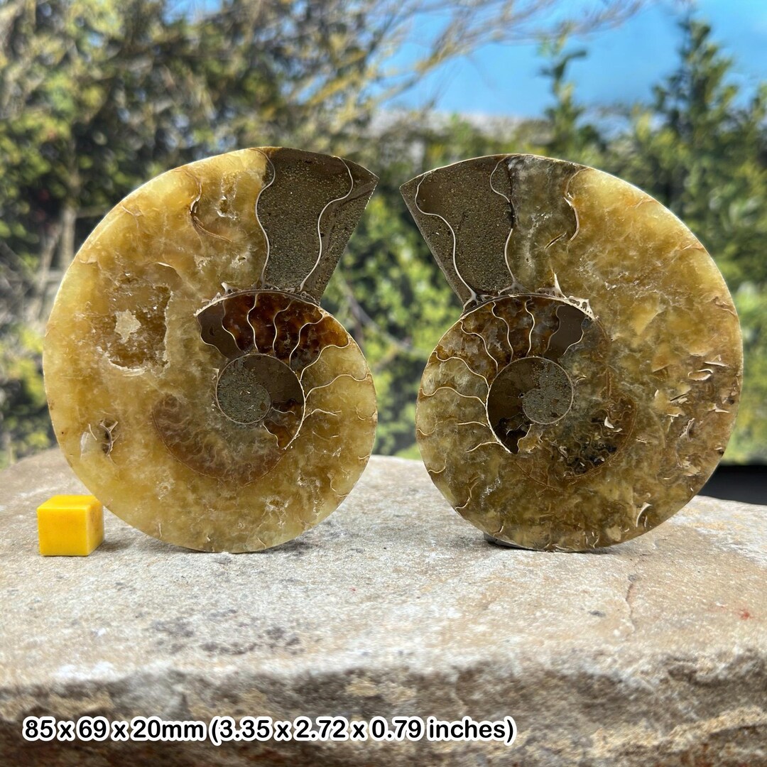 Cut & Polished Fossil Ammonites Matching Pair Ammonoids - Etsy