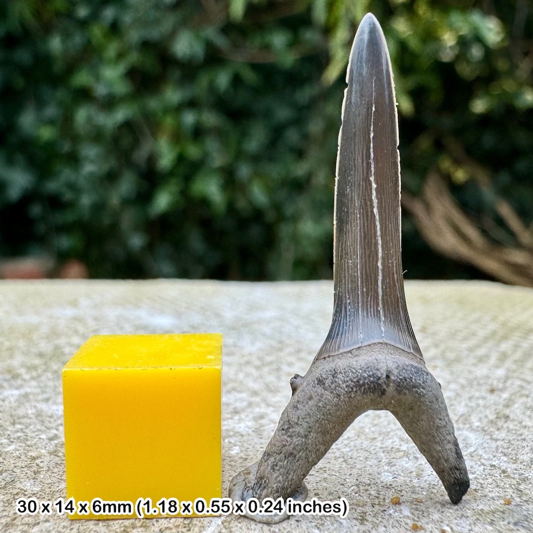 Fossil Sand Tiger Shark Tooth, Beltinge herne Bay, Eocene, Kent, Uk ...