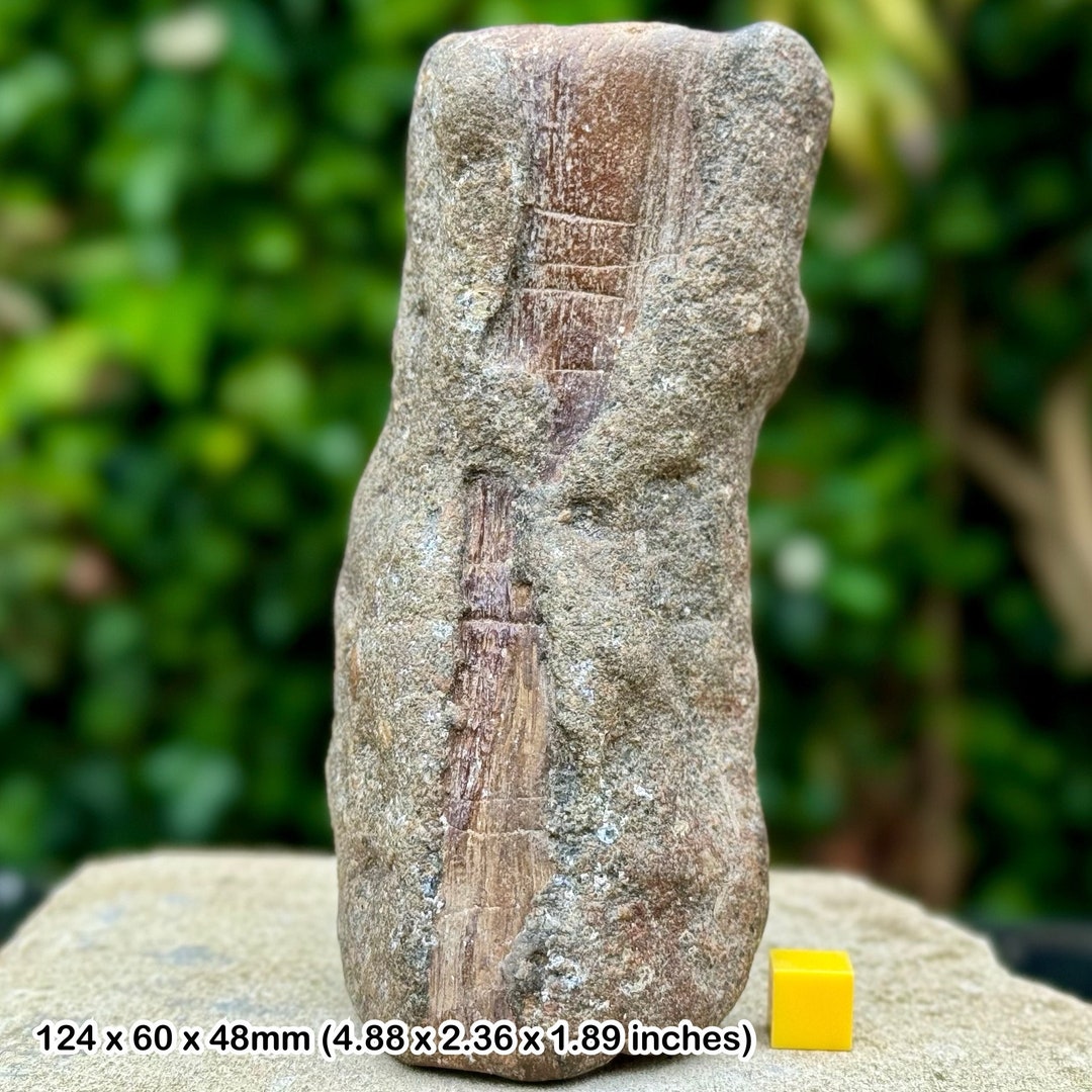 Rare Theropod-raptor (dromeosaurus) Limb Bone Fossil - Hell Creek ...