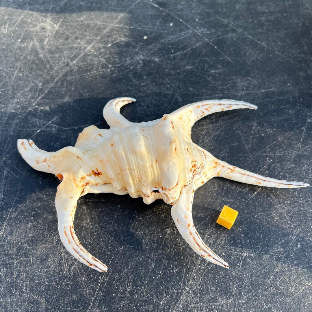 Spider Chiragra Seashell Genuine Shell for Garden Decor & Fish Tanks ...