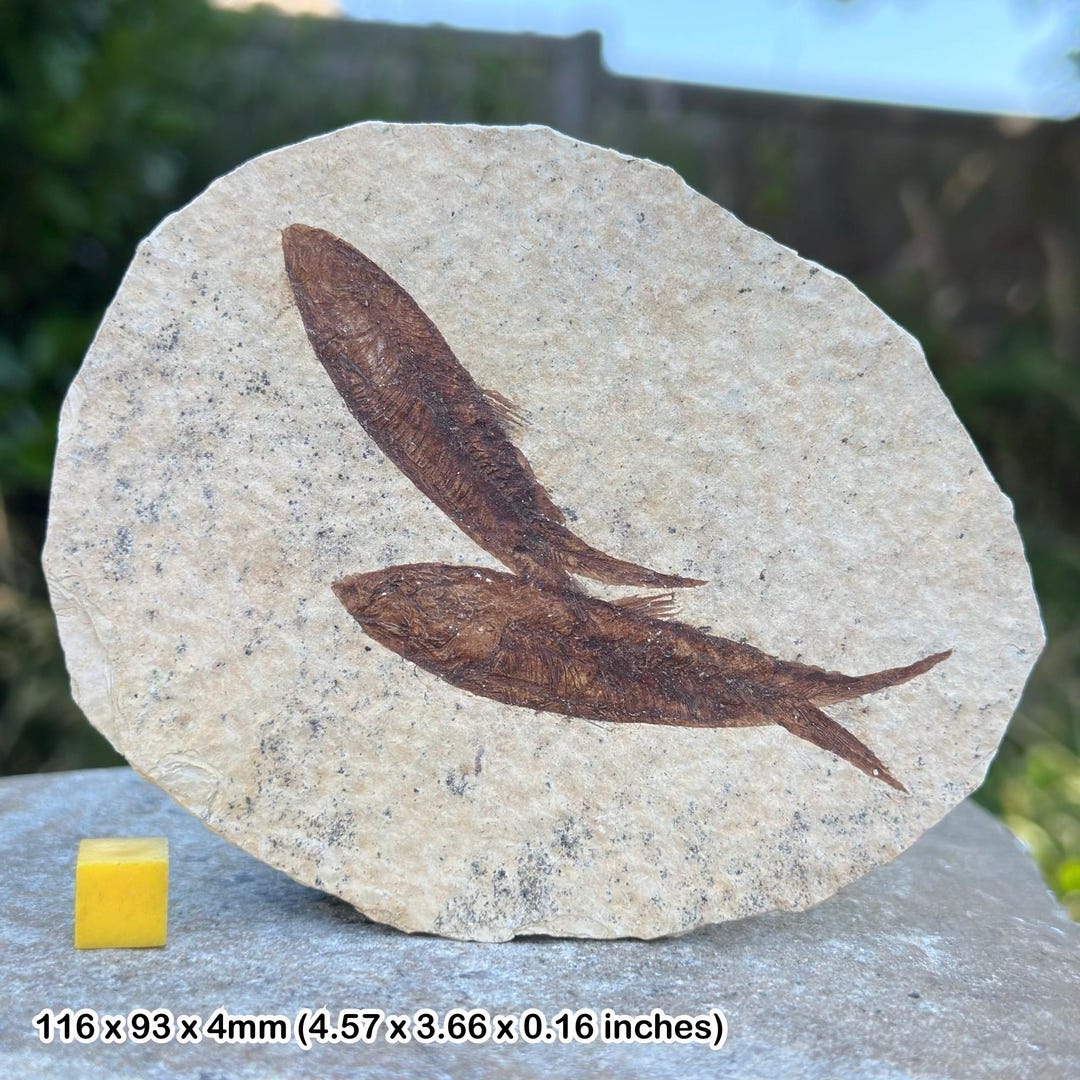 Knightia Alta Fossil Fish in Matrix – Genuine Eocene Fish Fossil From ...