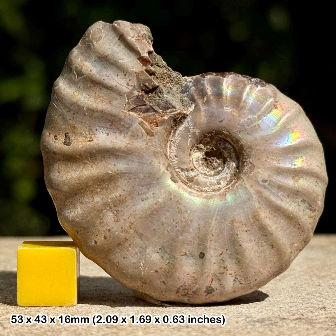Pseudosonneraita Iridescent Fossil Ammonite With Mother of Pearl Shell ...