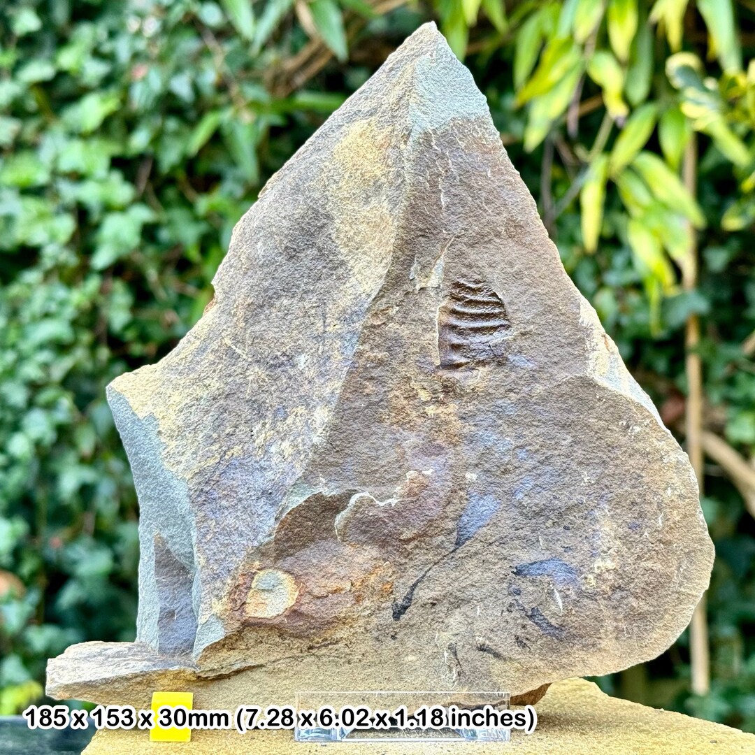 Rare British Trilobite ogyginus Fossil Partial Impression Ordovician ...