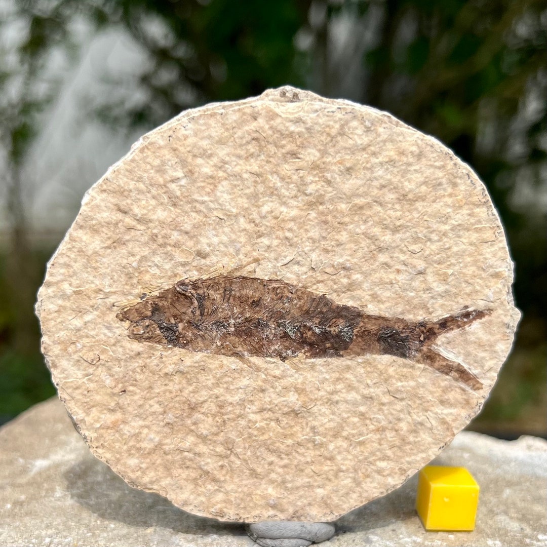 Knightia Alta Fish Fossil in Matrix Eocene Genuine Specimen - Etsy