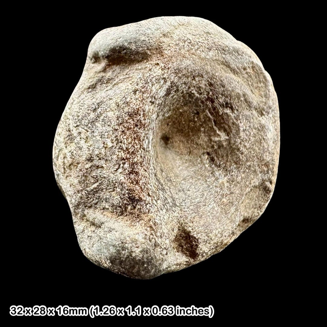 Ichthyosaur Reptile Fossil Vertebra Black Ven Lyme Regis Jurassic Coast ...