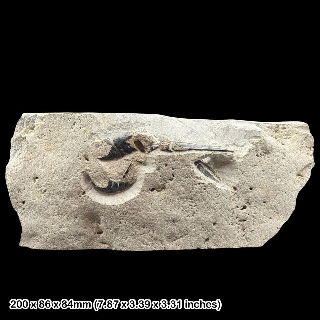 Rare Hoploparia Longimana Fossil Lobster Cretaceous Dorset Uk Upper ...