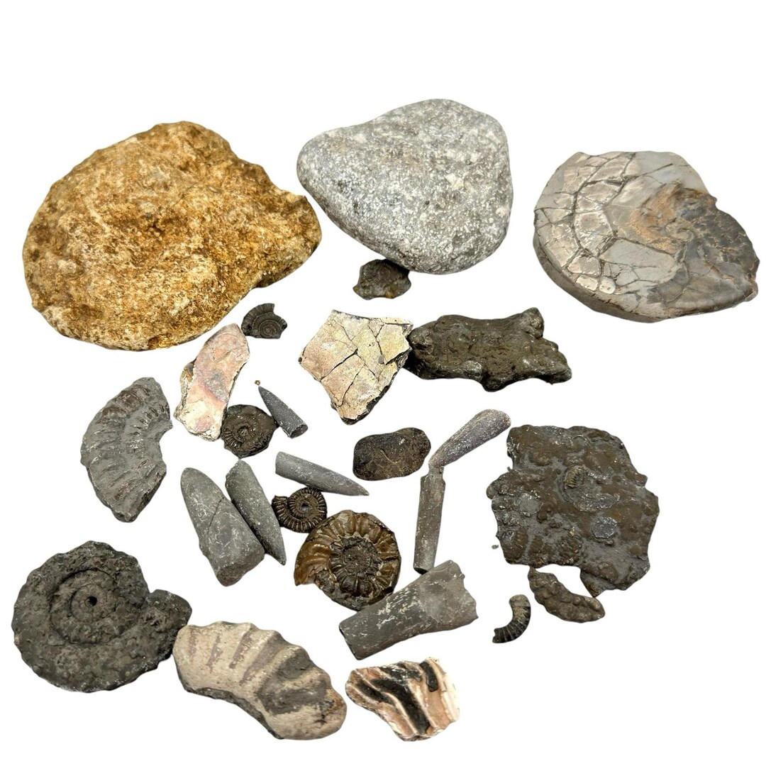 1kg Bulk Jurassic Coast 26 X Fossils Budget Mix Dorset and Somerset Lot ...