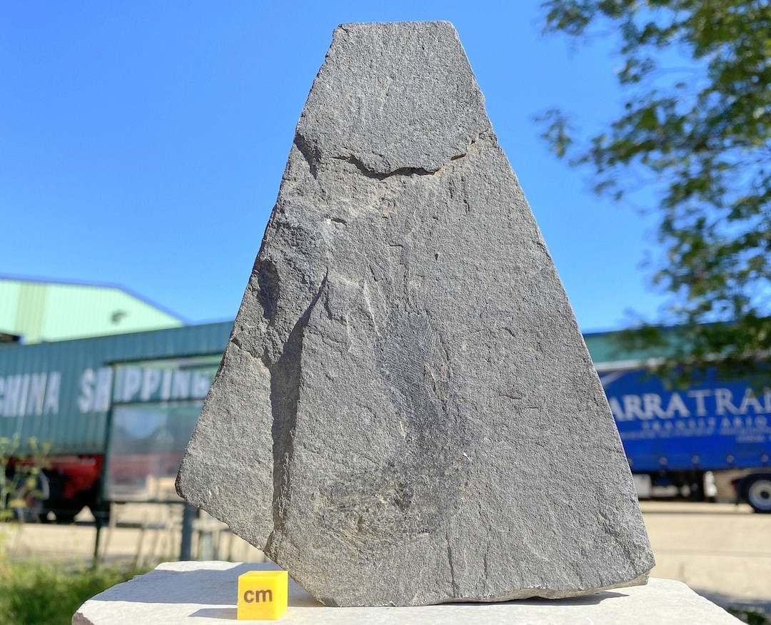 Fossilized Rare Palaeoniscus Permian Fish Genuine Specimen From Permian ...
