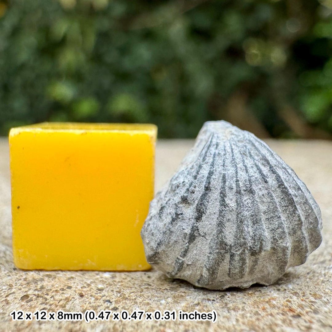 Fossil Brachiopod Rhynchotreta Cuneata Wenlock Limestone Silurian Wrens ...