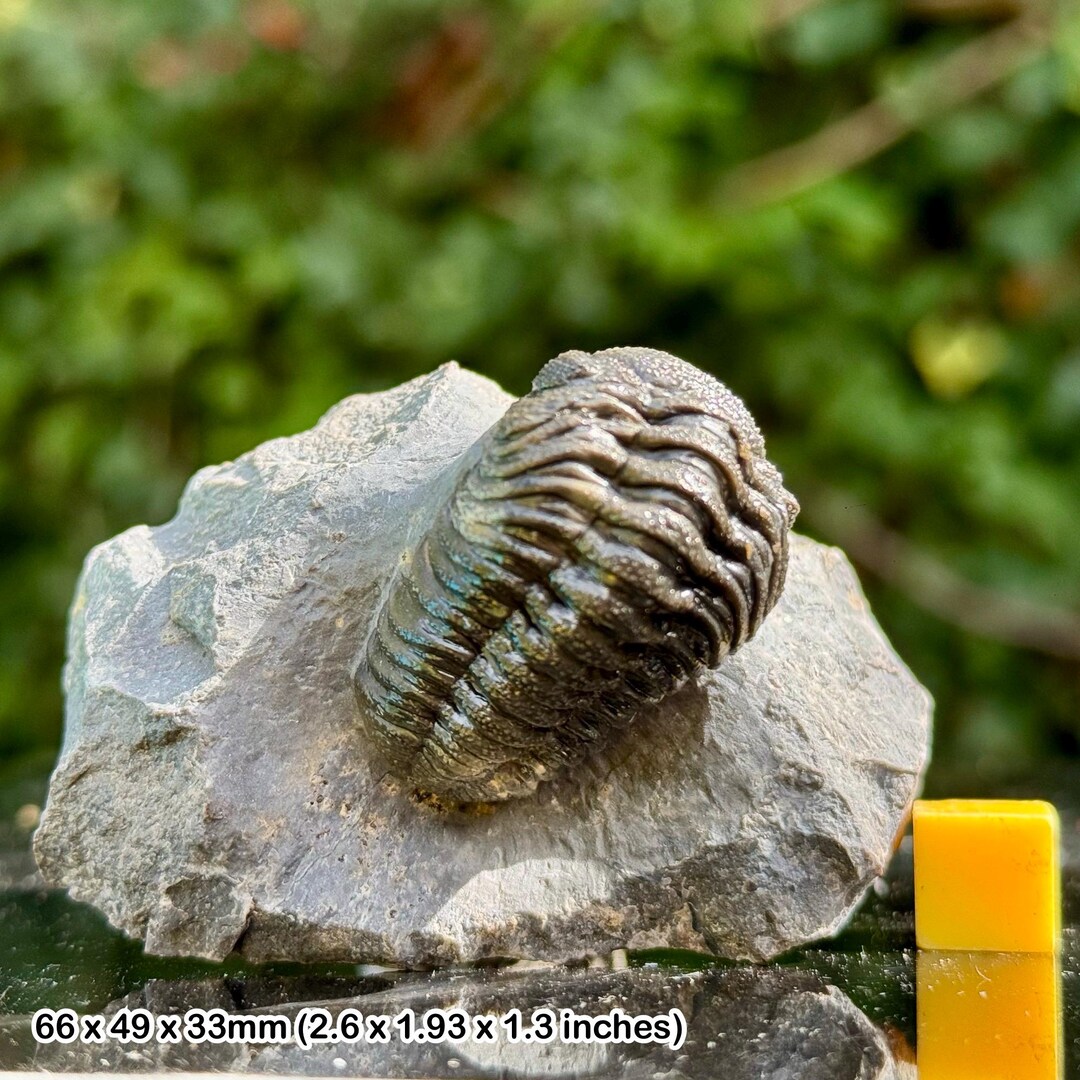 Phacops a Grade Fossil Trilobite – Taboumakhlouf Formation, Eifelian ...