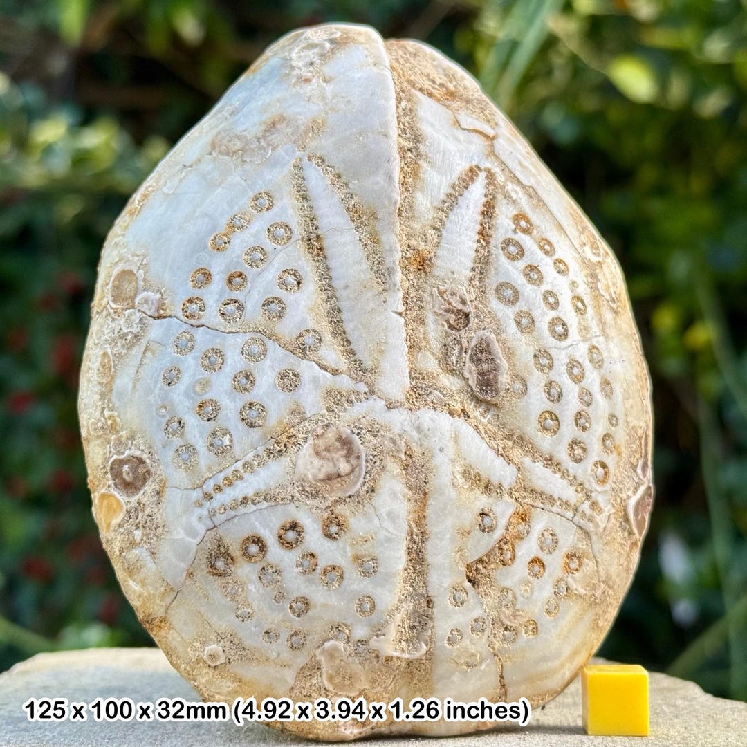 Genuine Giant Echinoid Fossil dendraster Miocene Era West Java ...
