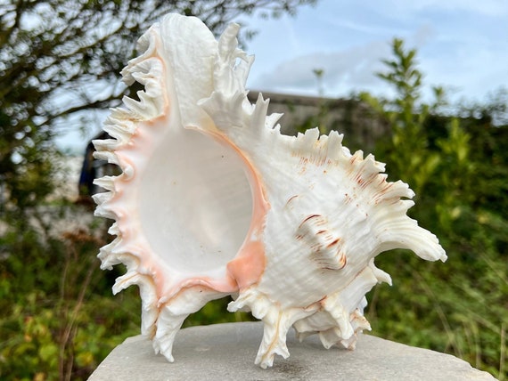 Murex Sea Snail
