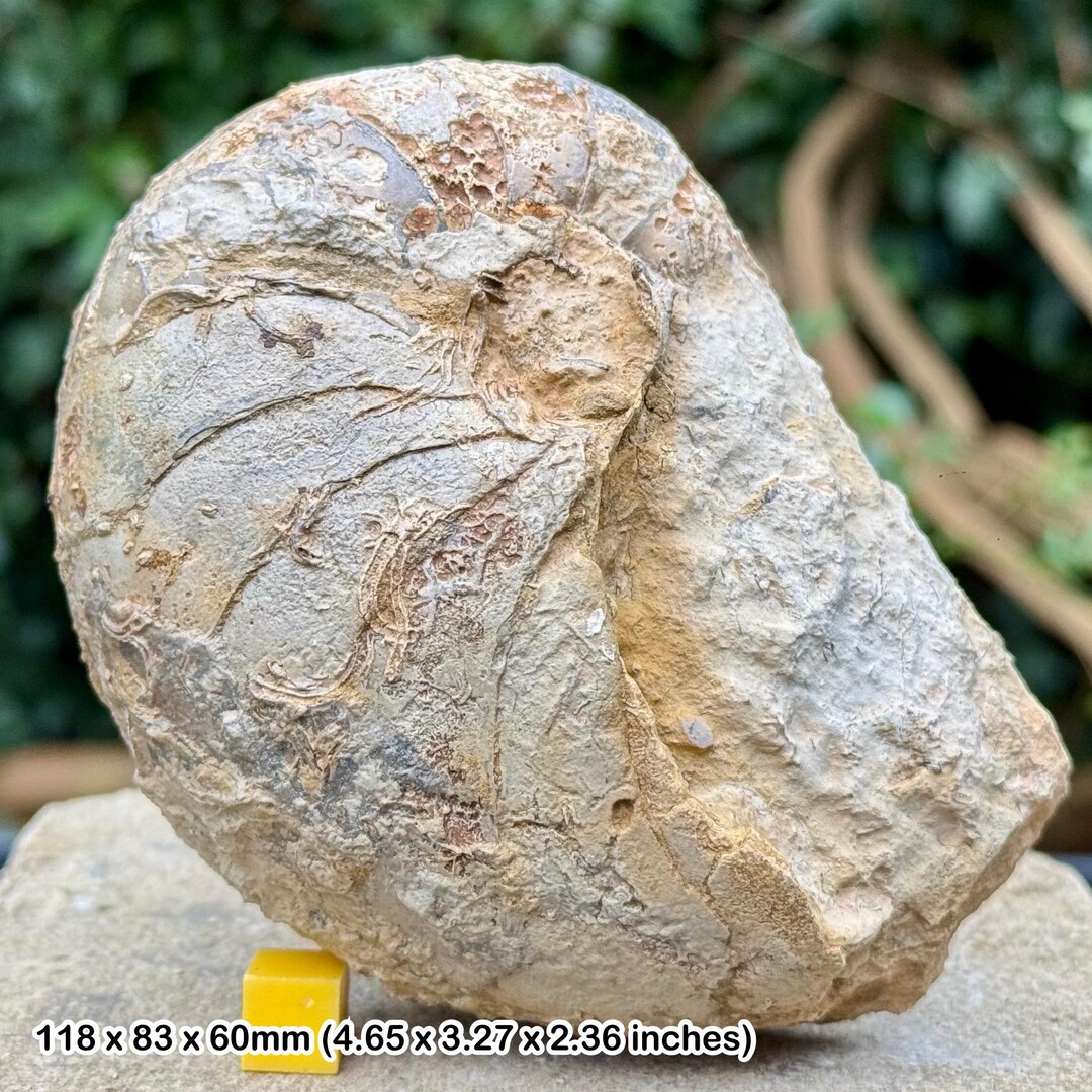 Cenoceras Fossil Nautilus | Jurassic Beacon Limestone Ilminster ...