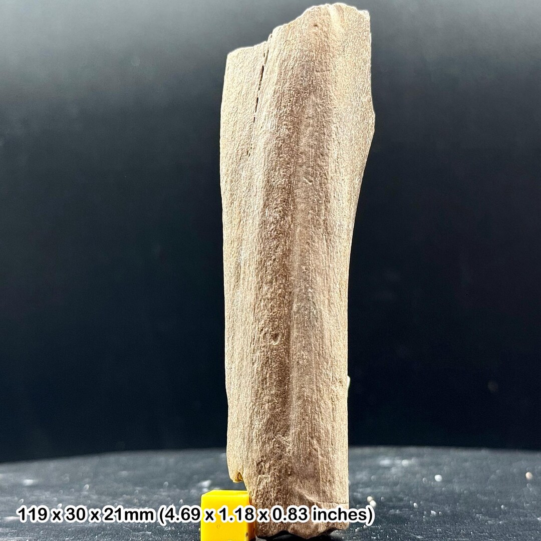 Lapparentosaurus Dinosaur Limb Bone Fossil, Middle Jurassic, Madagascar ...