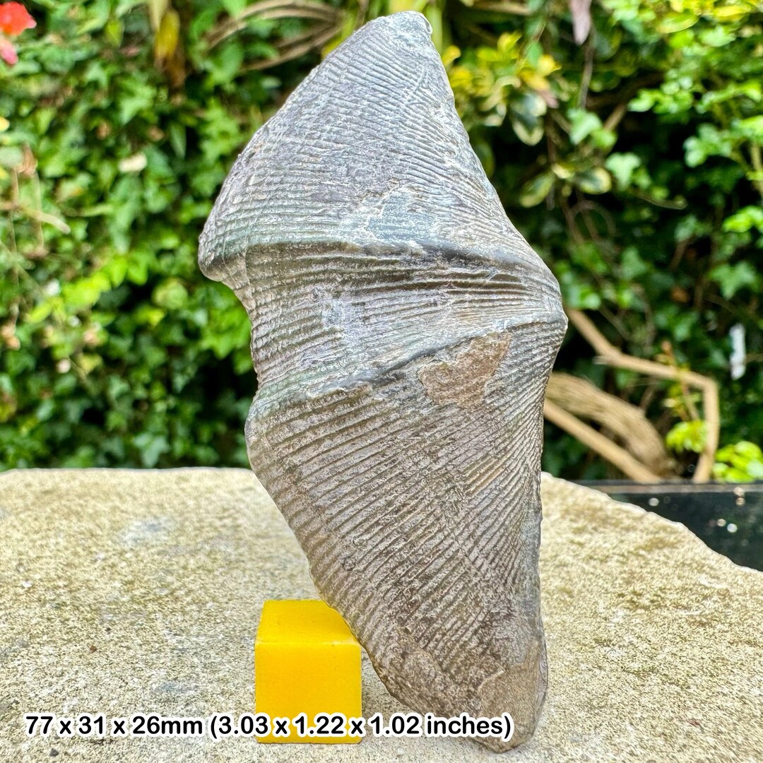Rare Neospirifer Winged Brachiopod Fossil Harpersville Formation ...
