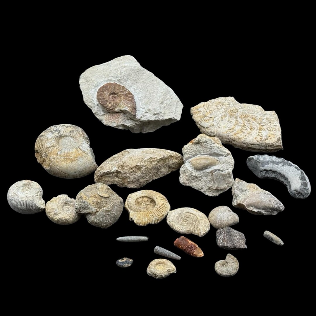 1kg British Fossil Mix X 21 | Jurassic Dorset & Somerset Fossils ...