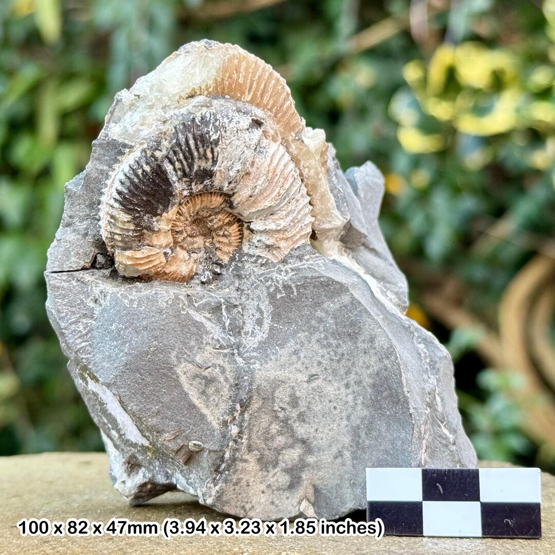 Rare: Kosmoceras Jasoni Ammonite Fossil Block, Oxford Clay, Callovian ...