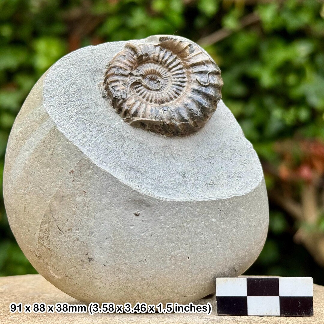 Androgynoceras Ammonite Fossil | Green Ammonite Beds | Lower Lias ...