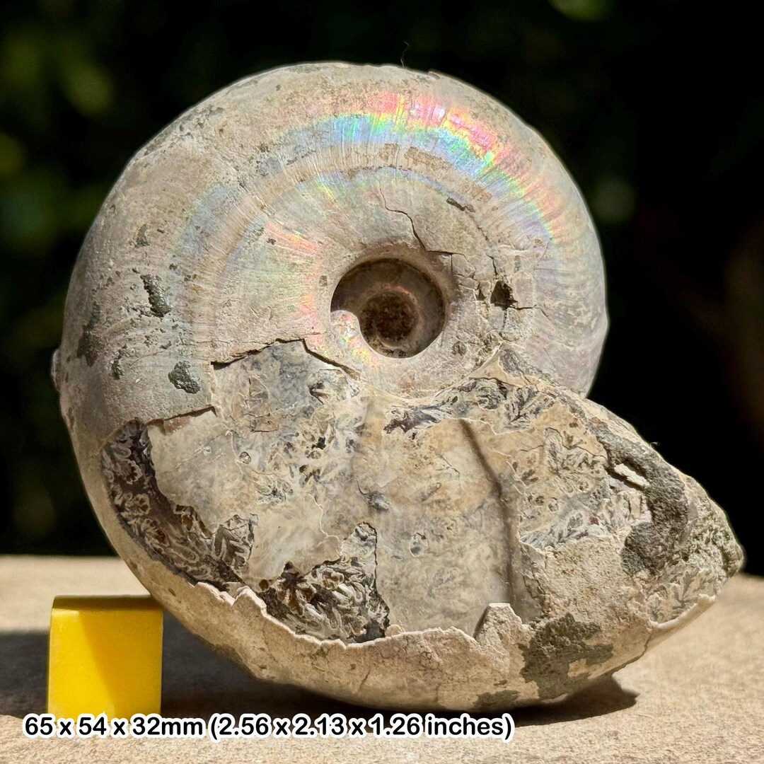 Desmoceras Iridescent Fossil Ammonite With Mother of Pearl Shell ...