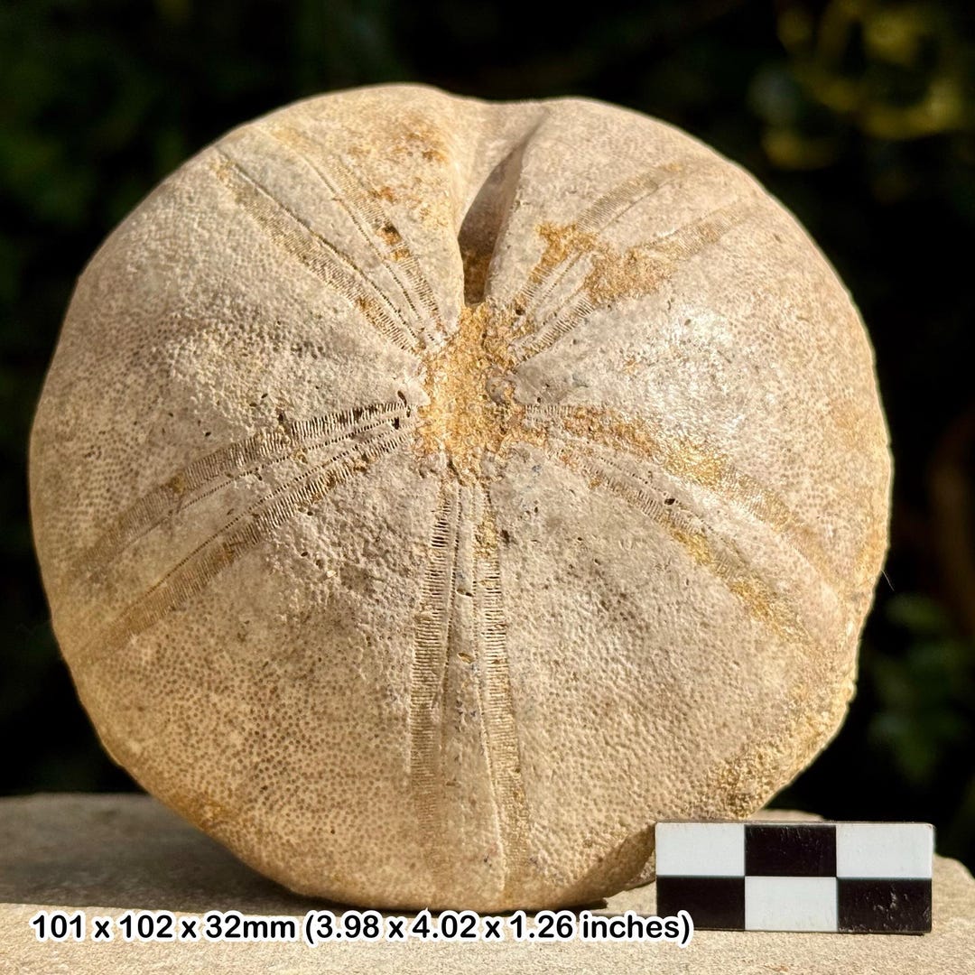 Clypeus Ploti Fossil Echinoid - Jurassic, Chedworth Woods ...