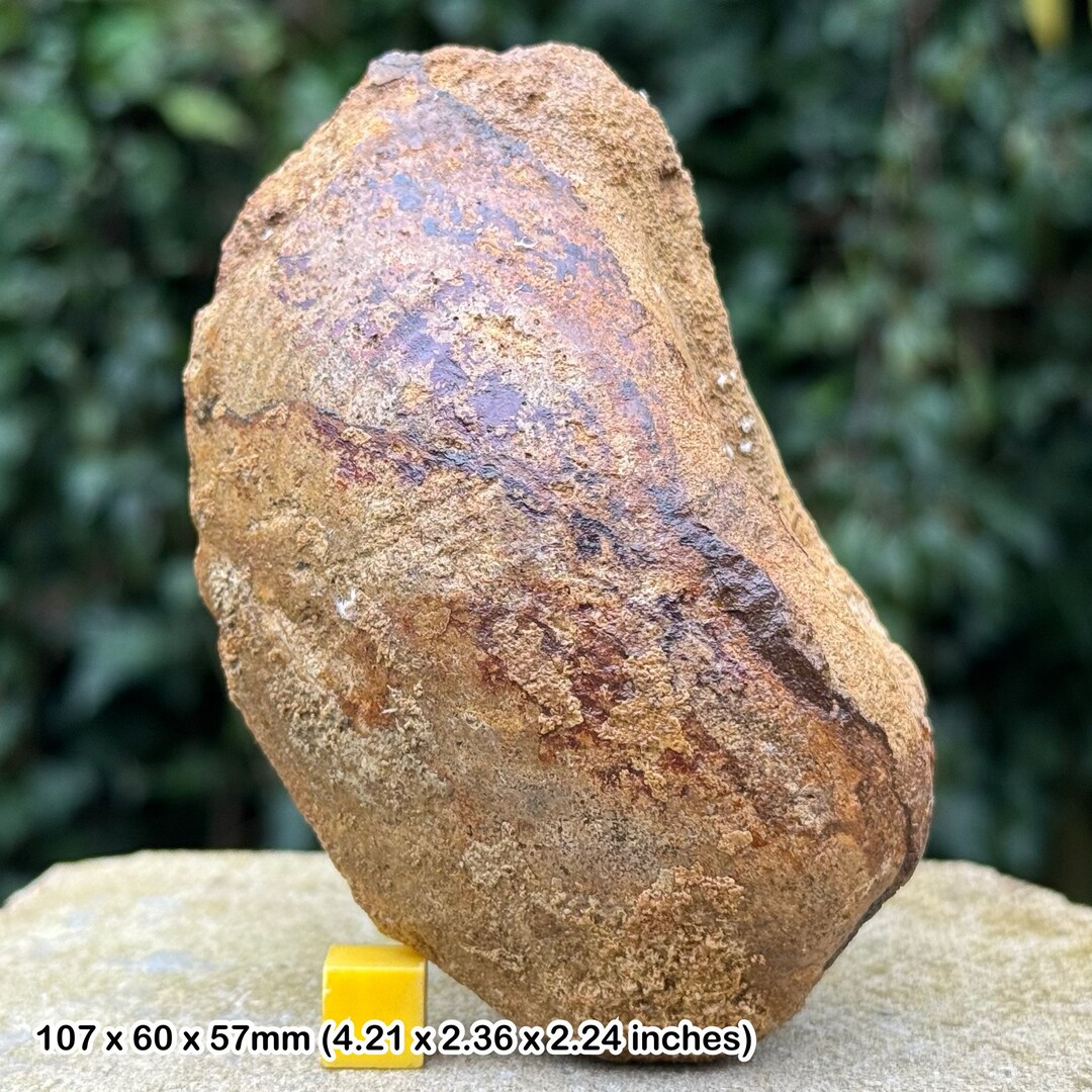 Large Jurassic Bivalve Fossil With Certificate Beacon Limestone ...