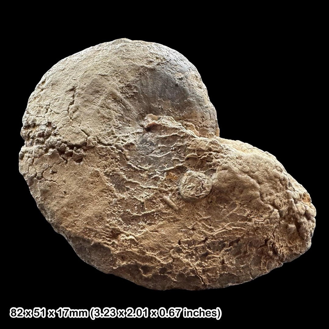 Oxynoticeras Golden Pyrite Ammonite Fossil Jurassic Lyme Regis Dorset ...