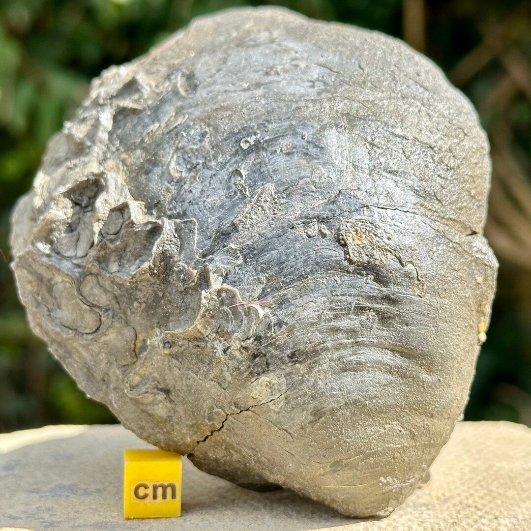 Giant Gryphaea Fossil Bivalve Oxford Clay Redcliff Point - Etsy