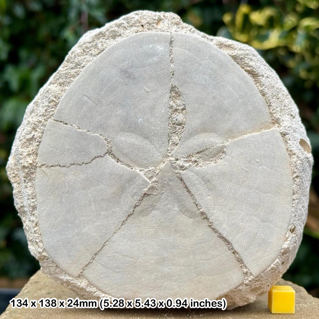 Genuine Giant Echinoid Fossil (dendraster), Miocene Era, West Java ...