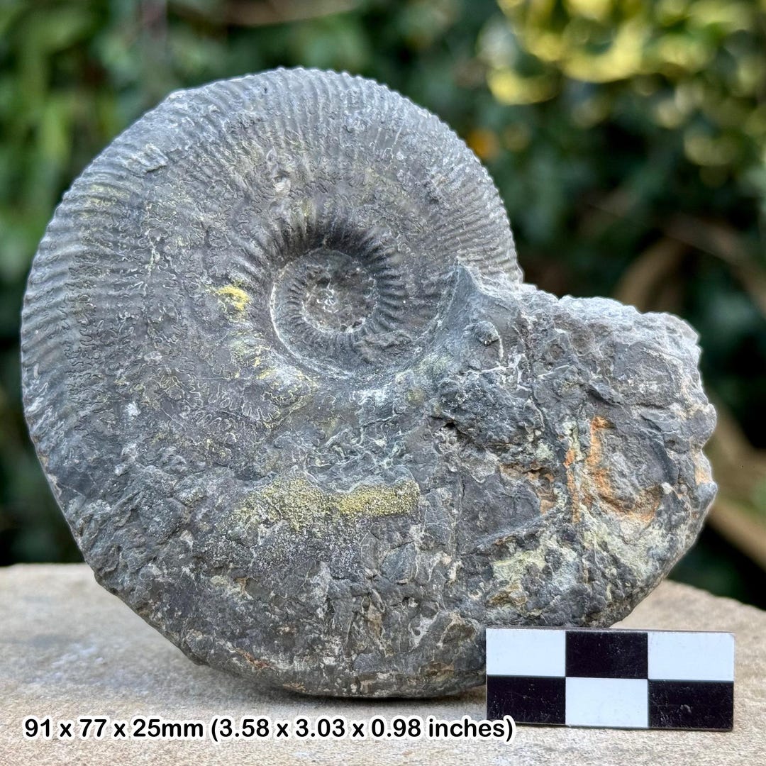 3.75" Lobokosmoceras Phaeinum Ammonite Fossil Block, Oxford Clay ...