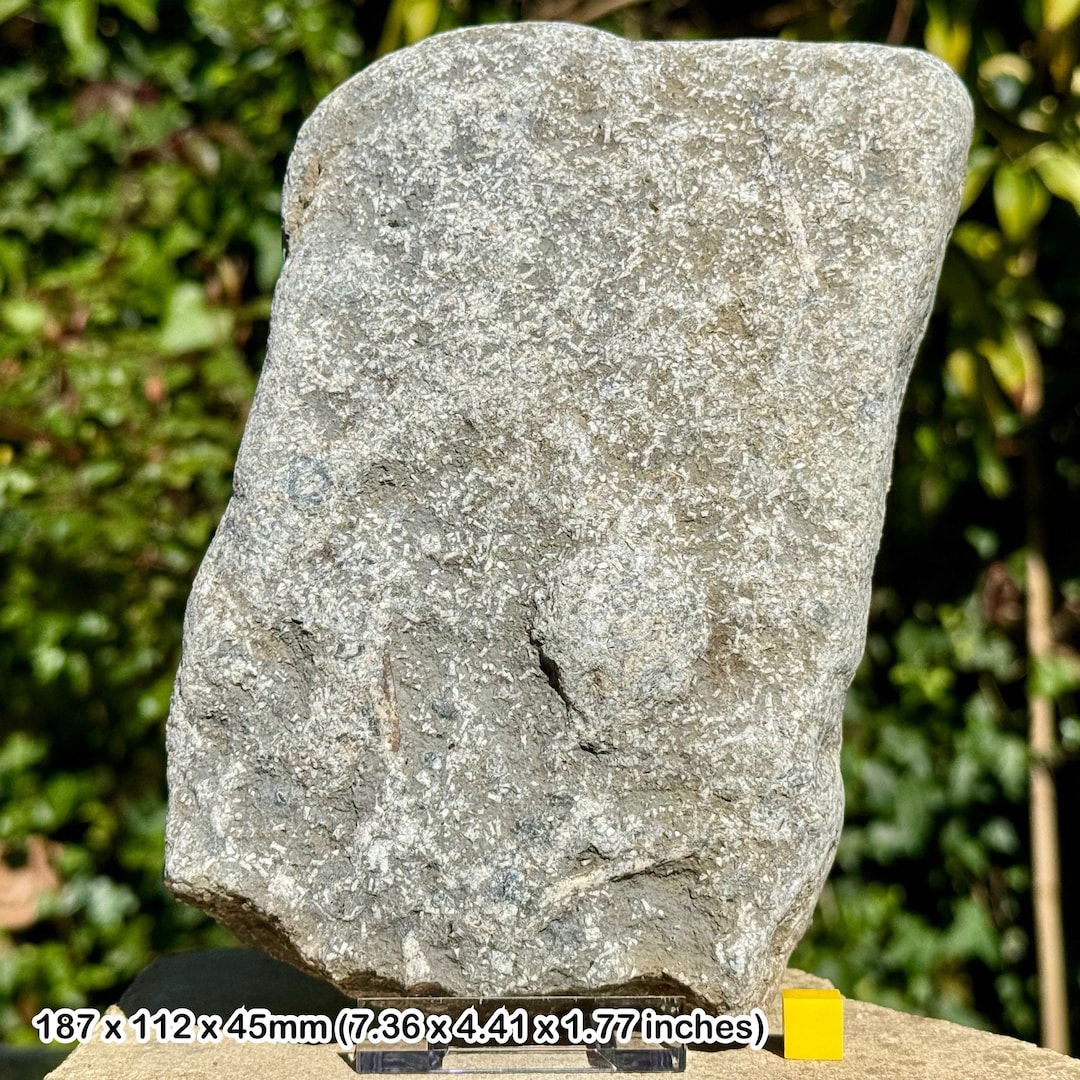 Jurassic Crinoid Star Slab Fossil on Stand - Charmouth, Uk - Authentic ...