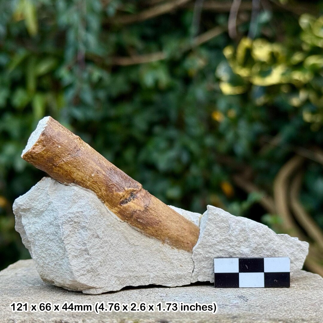 Rare Baculites Fossil Ammonite – Sciponoceras Baculoides, Lower ...