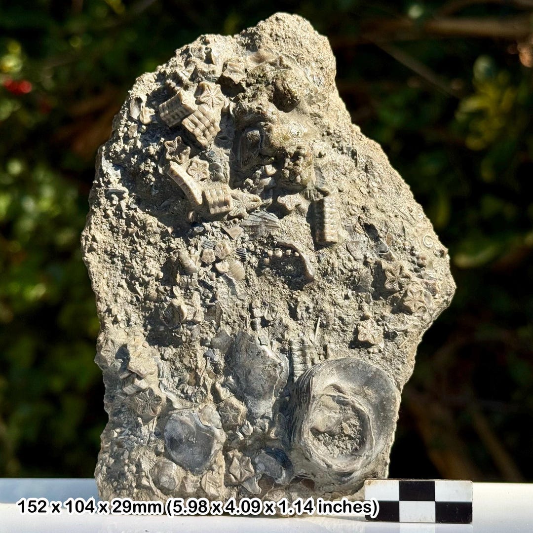 Jurassic Crinoid & Shell Fossil Slab - Hock Cliff, UK - Etsy