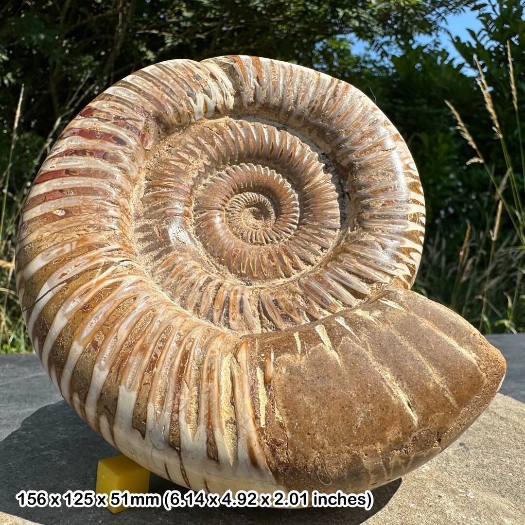 Fossilised Ammonite Marine Animal, Madagascar Jurassic, Genuine ...