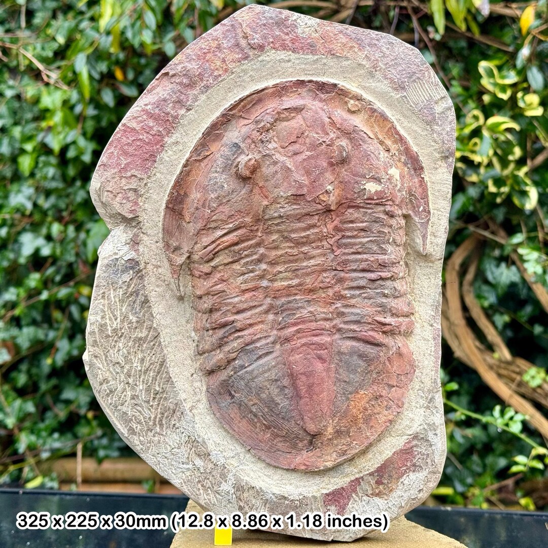 9" Large Asaphid Trilobite Fossil - Fezouata Formation, Ordovician ...